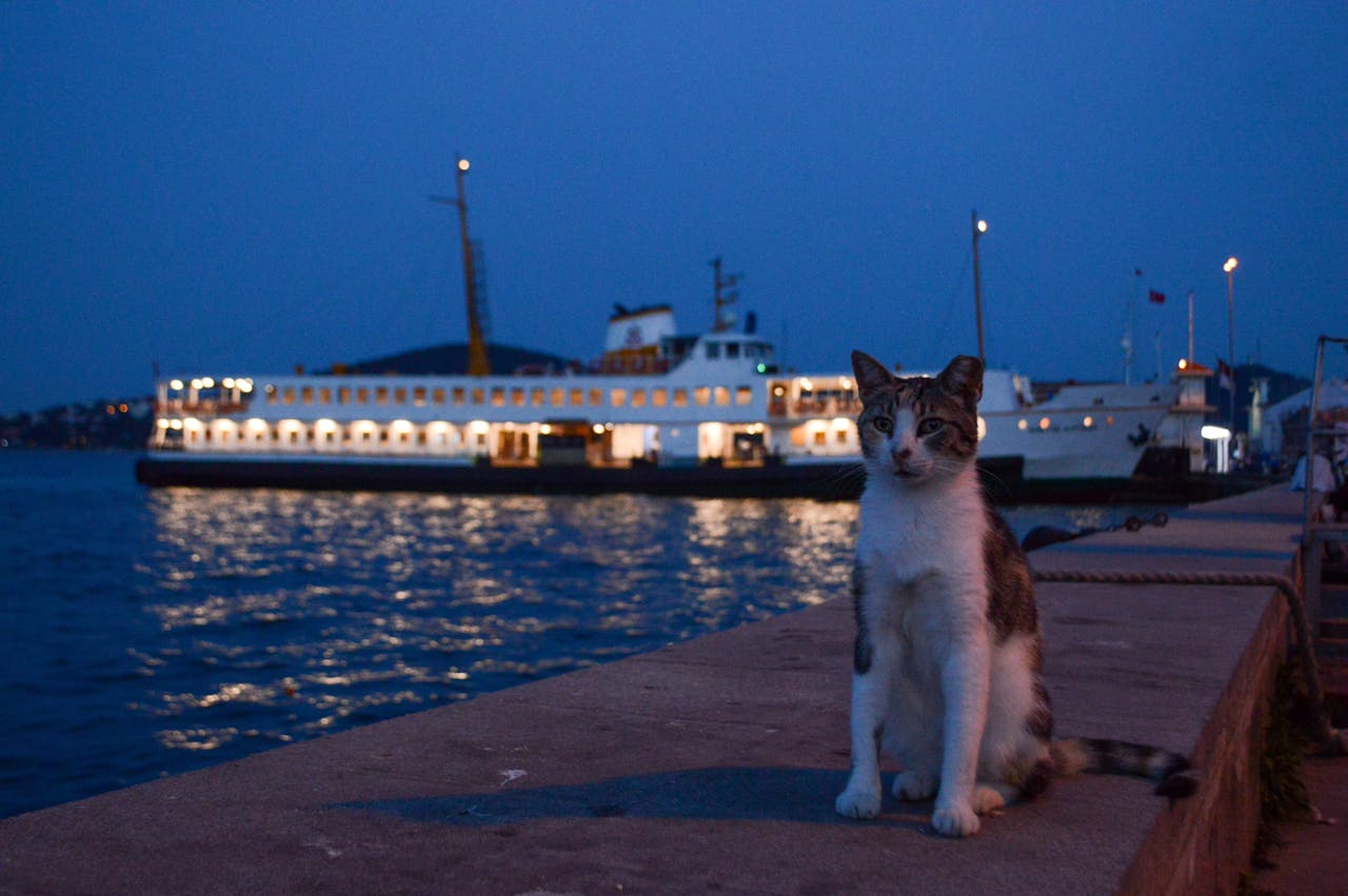 Approved pet carriers on ferry, let's shed some light | Blog ...
